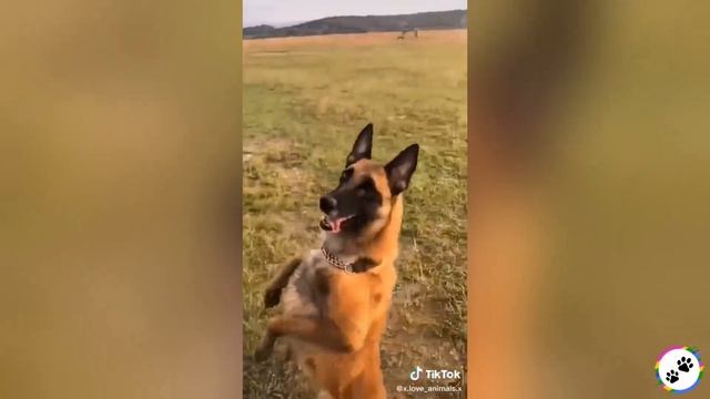 Забавные питомцы #81