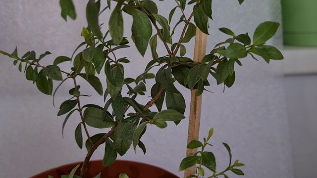 Вариегатный крупнолистный 4