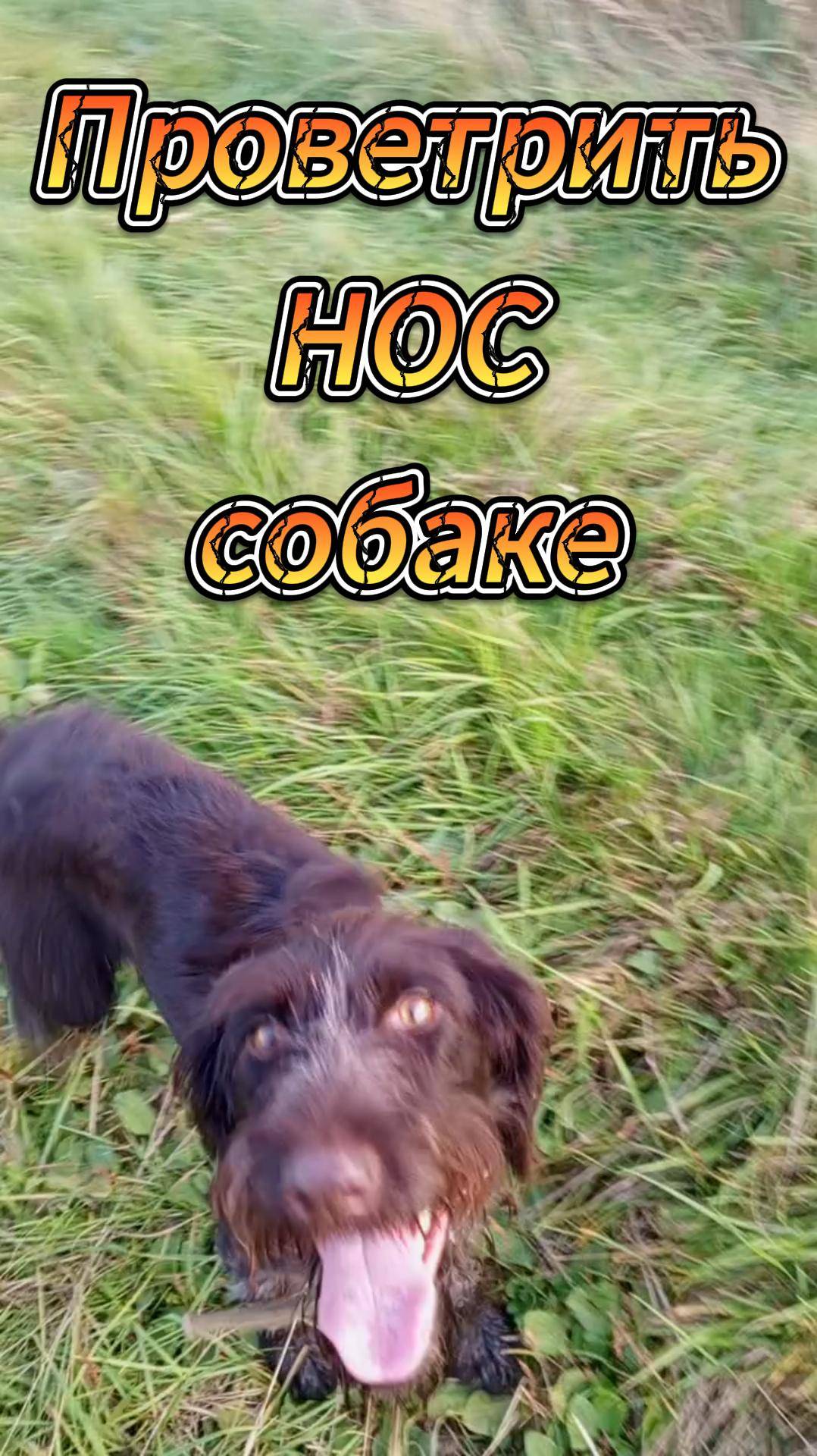 Проветрить нос собаке