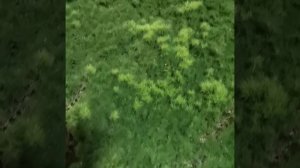VID_22340303_135817_164.mp4