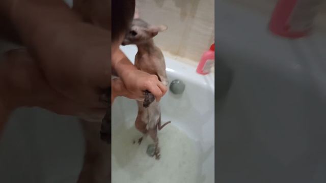 Ассоль