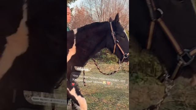 Спустя 4 года ❤️ Лошади - это навсегда! #shorts