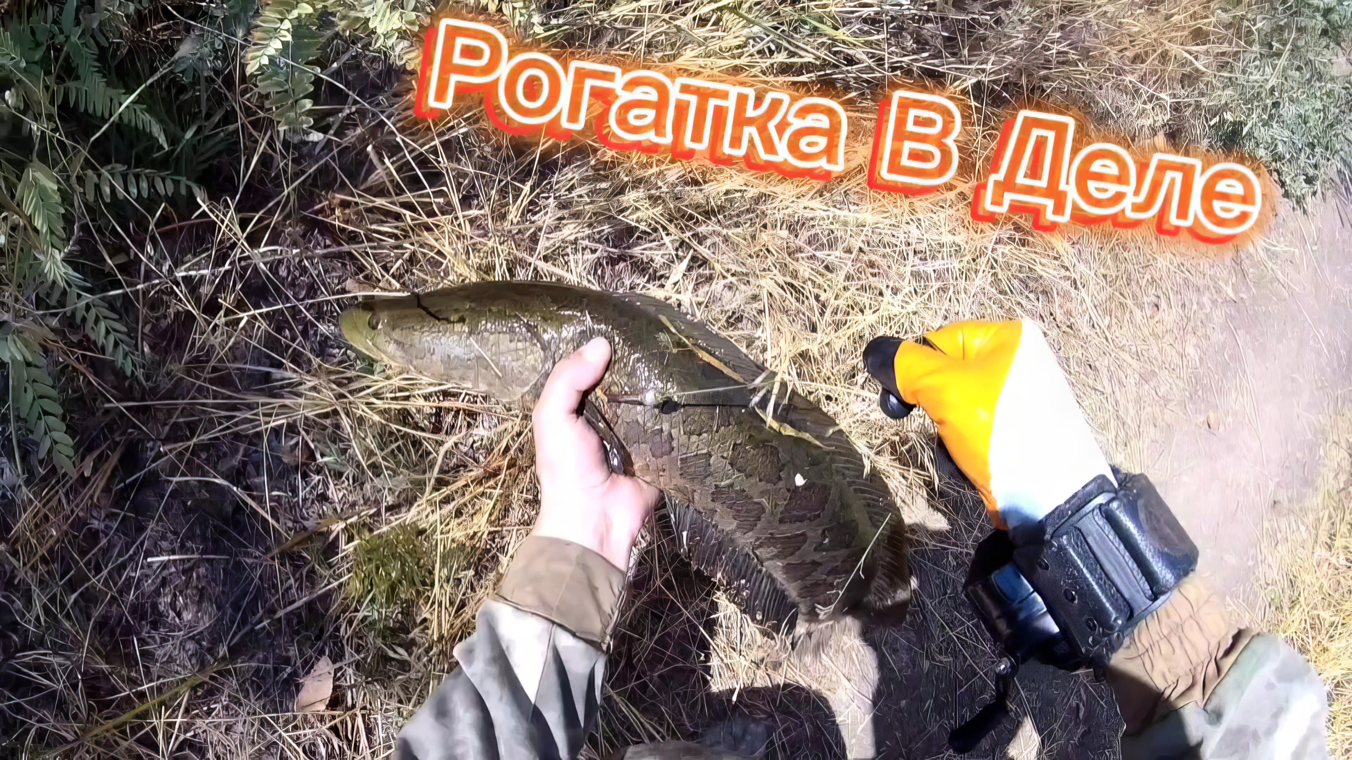 Рыбалка на Рогатку - Slingshot Fishing #охотасрогаткой #2023 #top #headshot #змееголов