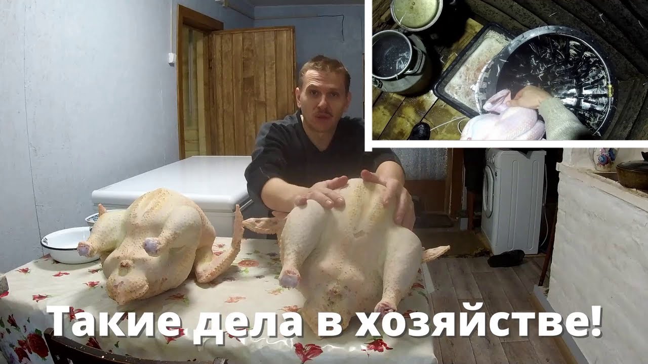 Испытание  шайтан-машины  от МясТехМаша, индейки закончились - пошли индюки!