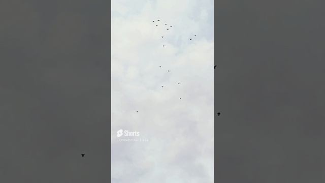 А Серце любит голубей!