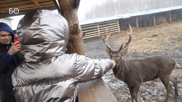 Как возрождают «татарских Бэмби»
