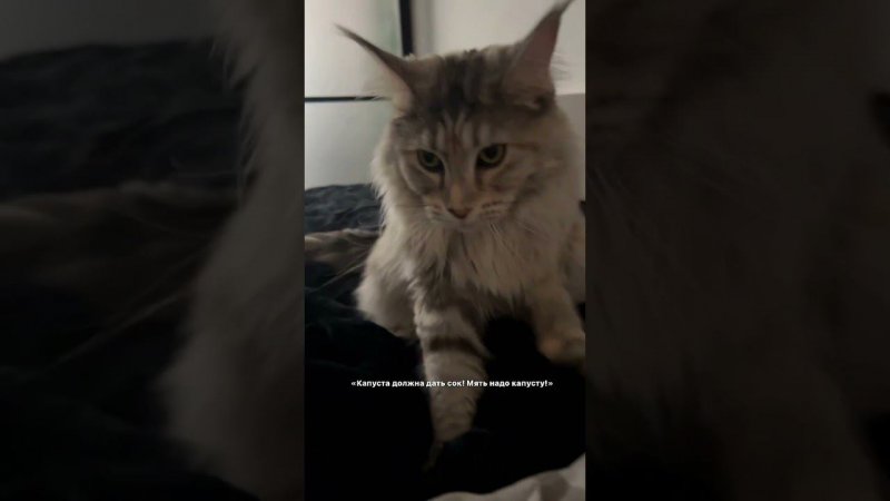Кошачьи приколыЗачем они так делают?!) взрослая кошка учит малого квасить капусту
