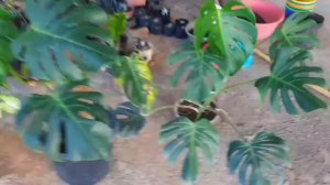 How to grow and care of monstera deliciosa in hindi || Broken heart plant