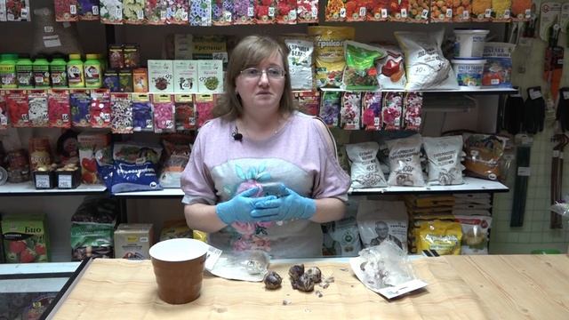 Оксана Филиппова. Выгонка луковиц гиацинта.