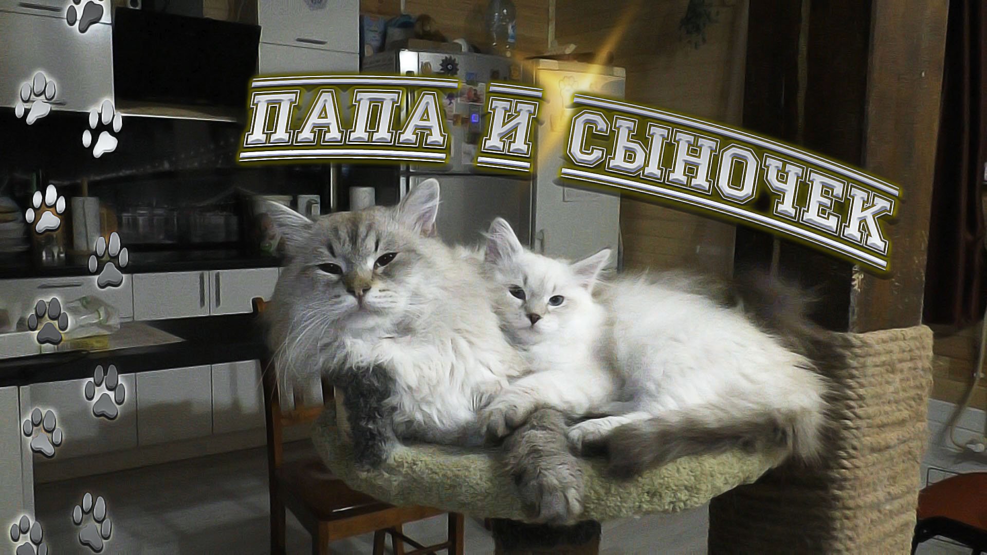 Невский Маскарадный Кот Rambo со своим Сыночком Jimmy / питомник "Маскарадный вальс"