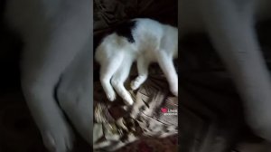 Like_7255231548334397196.mp4