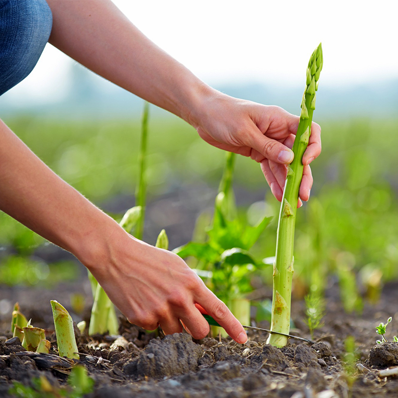 Технология выращивания спаржи          #garden #farm #plant