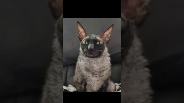 котон