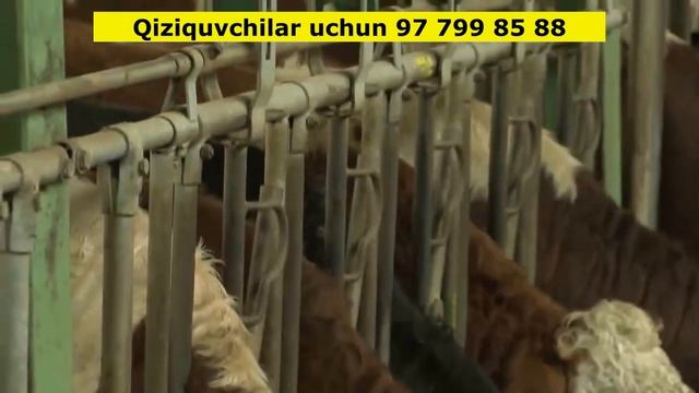 Buqalar go'shtga boqiladi  Germaniya (nemischa) Qiziquvchilar uchun 90 428 53 88.mp4