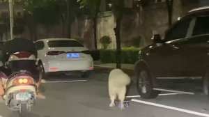 пес на скейте вечерняя прогулка