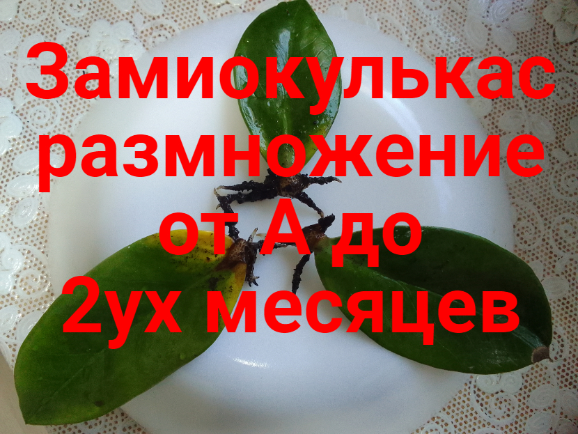 Замиокулькас просто размножение листом.Замиокулькас из листа.