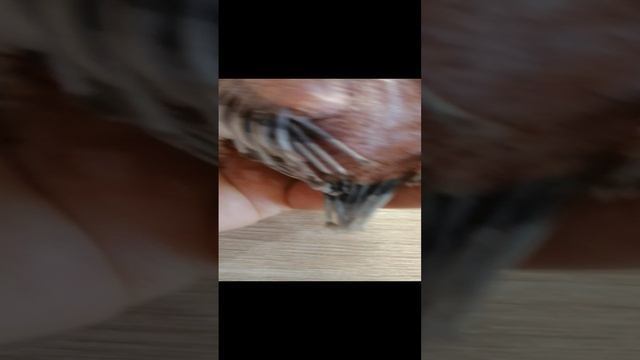 Тринадцатый день жизни