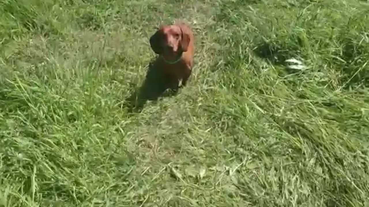 Часть 2. День России 2015