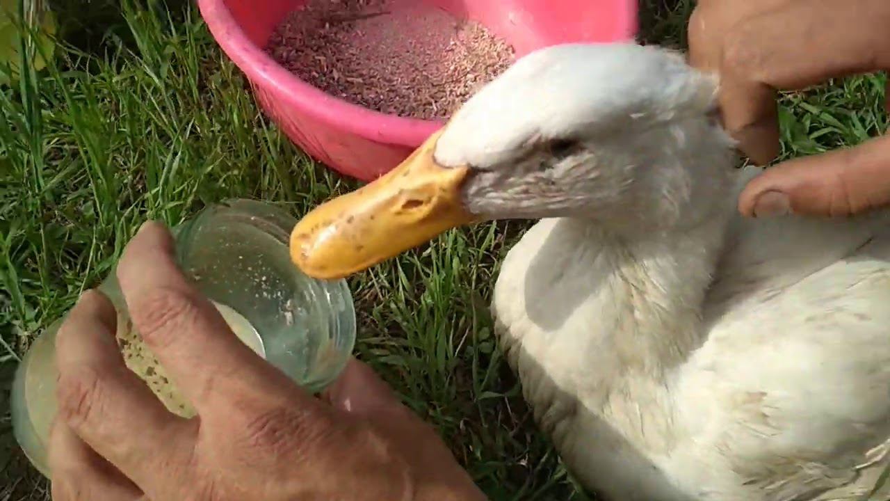 Лечим утку третий день