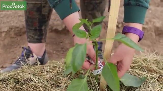 Уход за перцами в июне, формирование и полив.