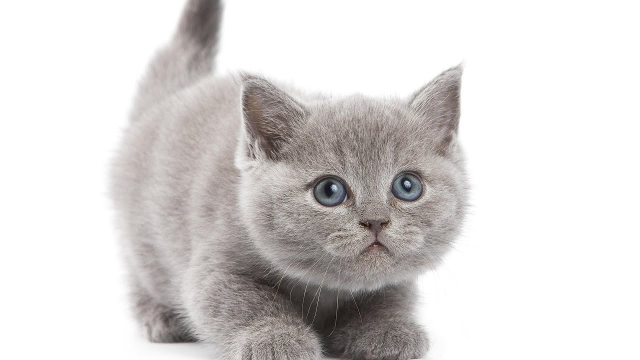 Четыре взрослых котёнка следили за ней издали.