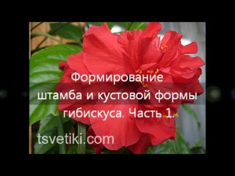Формирование штамба и кустовой формы гибискуса