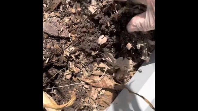 Пять признаков зрелости чеснока