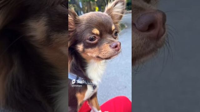 Приветик от нашей выпускнице из Саратова. Чишка выросла очаровательной. #chihuahua #чихуахуа
