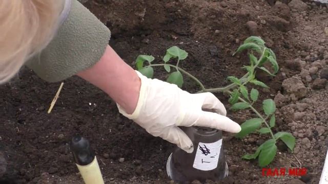 Высадка рассады томатов в теплицу легко и просто .mp4