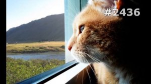 #2436. Коты (В мире животных)