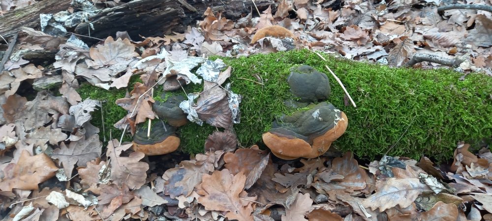 Эфир Из Леса 26.11.2021 г. Курская область. Какие грибы собираю в ноябре.