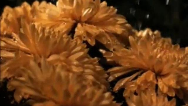 СТИХИ. ПОЭЗИЯ. ПОЭТ ЖАННА АСТЕР ЧИТАЕТ СВОИ СТИХИ.ВИДЕО.