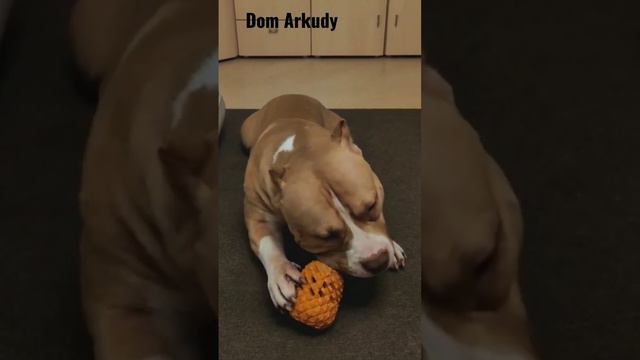 Американский булли Dom Arkudy Ultimatum Born😄 сын наших Моты и Бизона! Сейчас есть свободные малыши