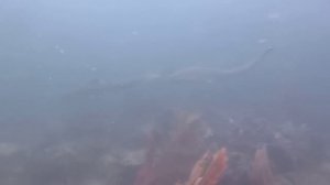 Леопардовые акулы. Шаркпоинт, Пхукет