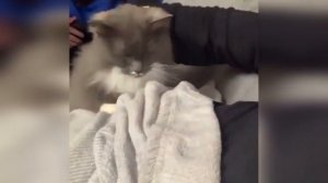 Смешные приколы с котами