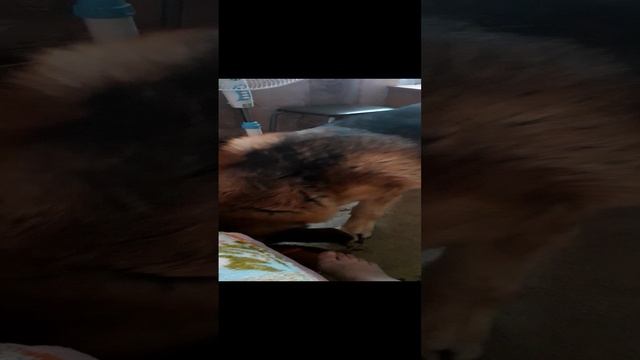 немецкая овчарка, животные,