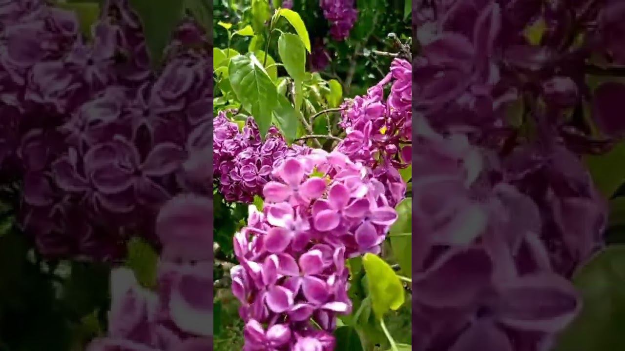 Очень красивая сирень