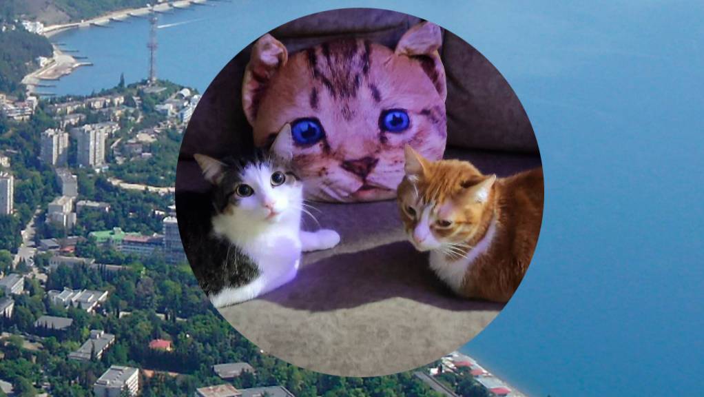 Кошки Южнобережья