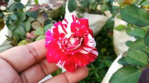 Rock And Roll Rose variety / rock & roll rose