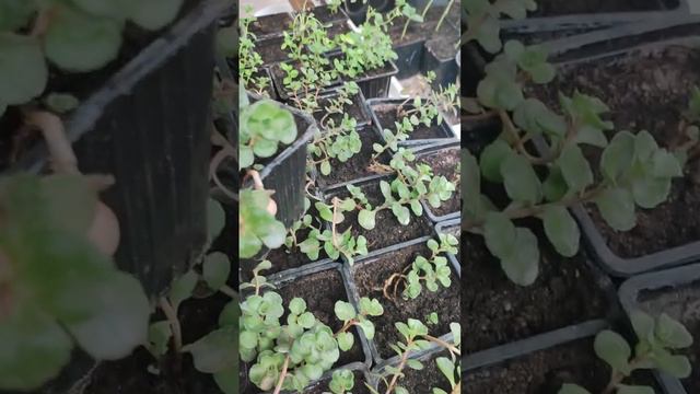 седум видео