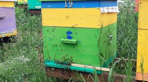 Облет молодой пчелы перед затяжным дождем