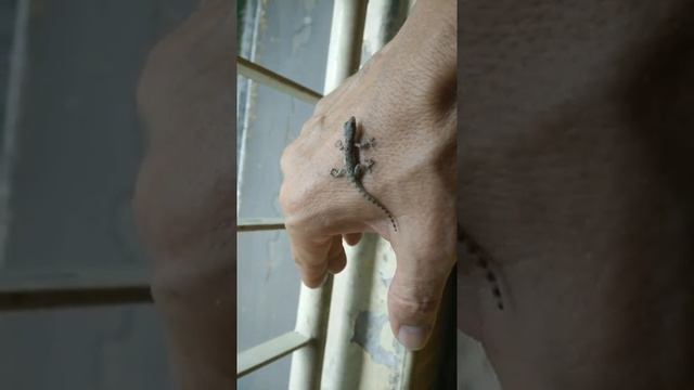 Ящерица хамка.mp4