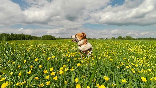 Wonderful Life собаки - гуляки - поросяки )))