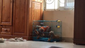 Собачий побег