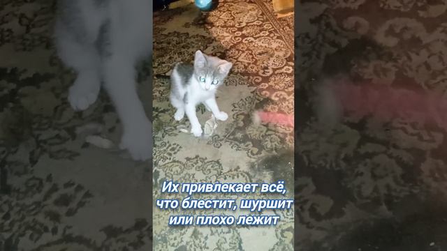 Зачем кошкам нужно играть?