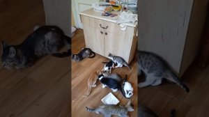 Теперь эти детки у волонтера Натальи