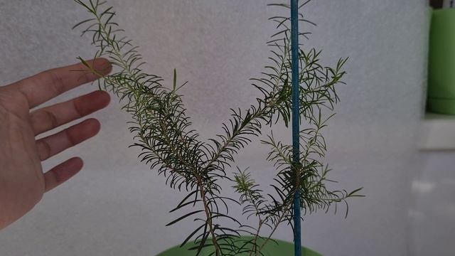 Мелалеука Альтернифолия 3