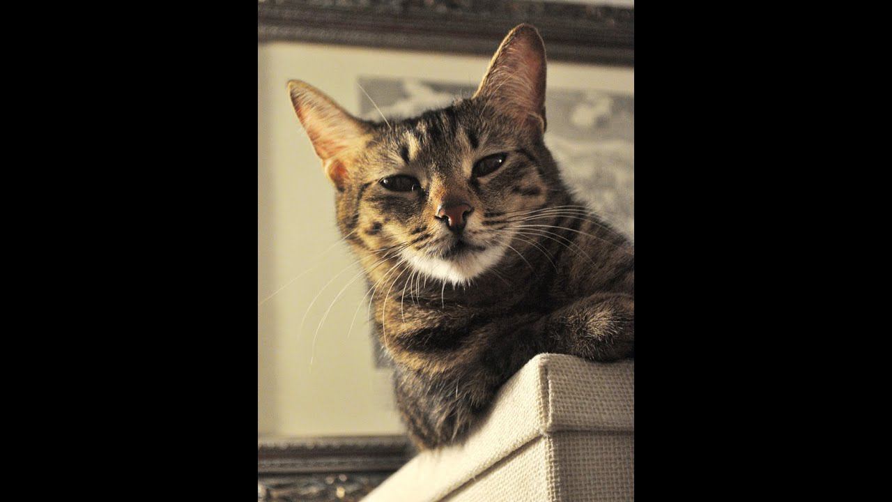 Кошка проверяет почтуcats