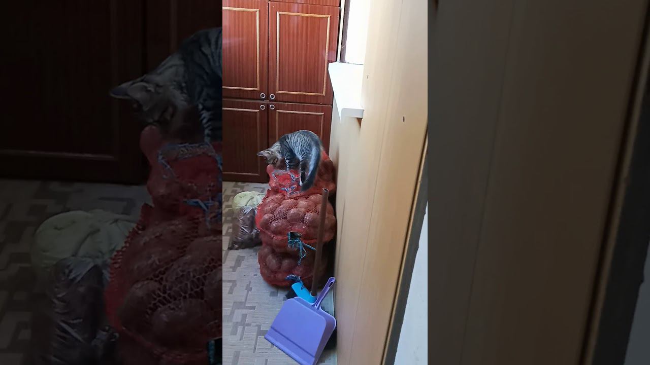 #Мурзик