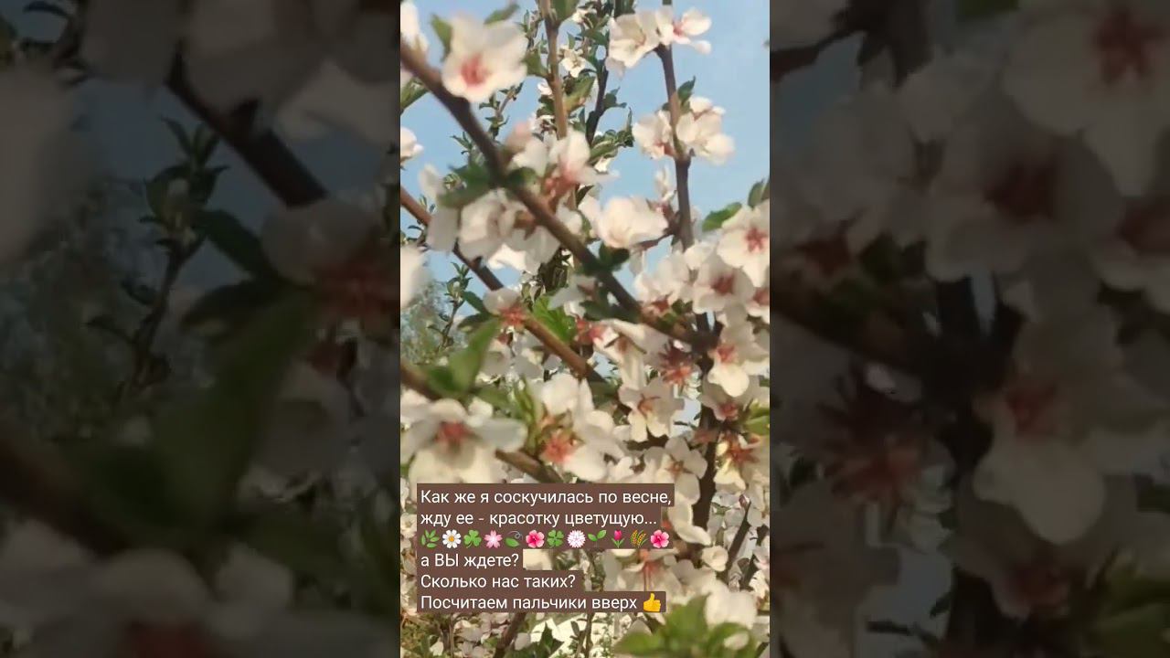 ЖДЁМ ВЕСНУ, цветение войлочной вишни в нашем саду в 2022 году!